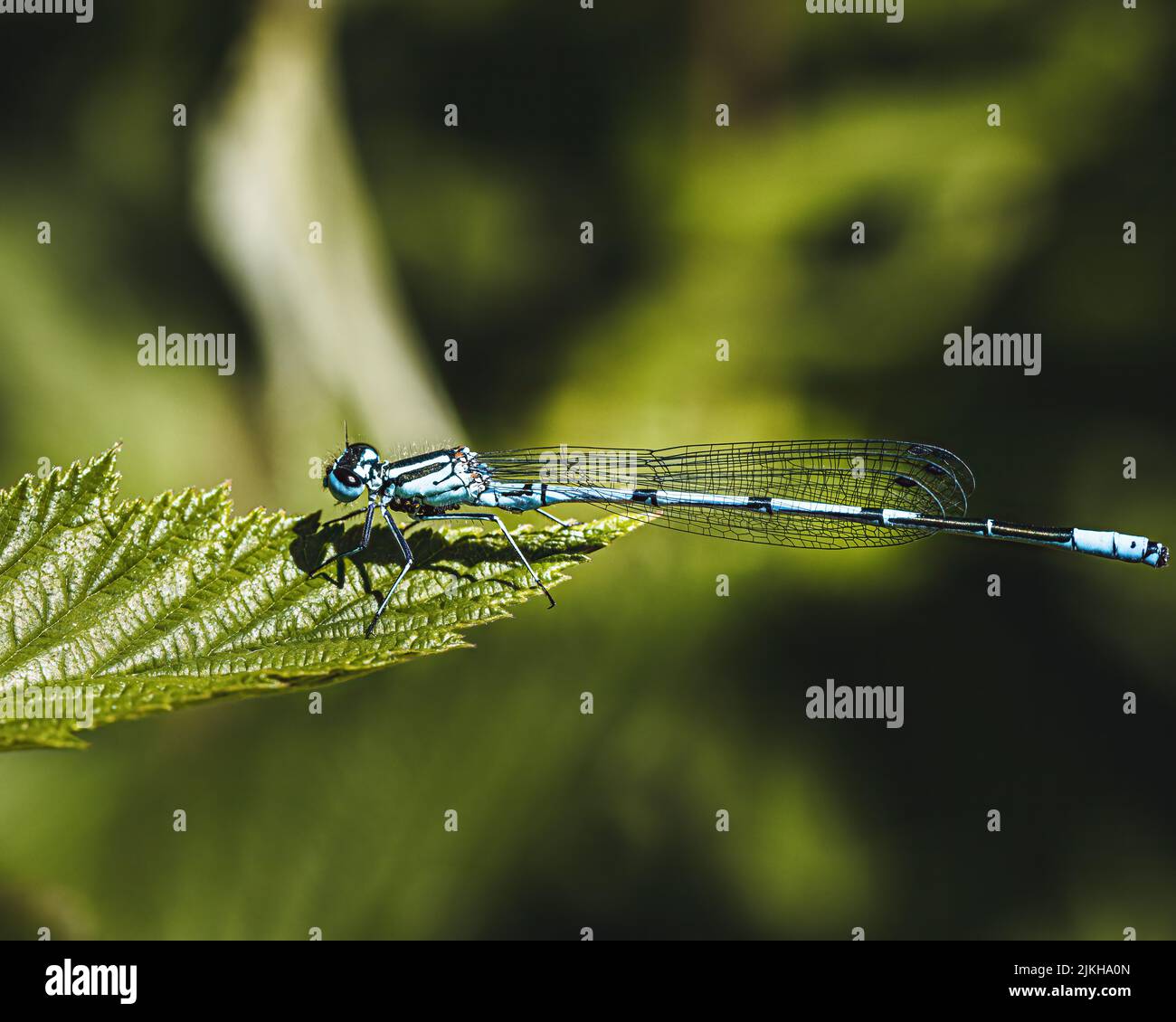 Virgin with insect hi-res stock photography and images - Alamy