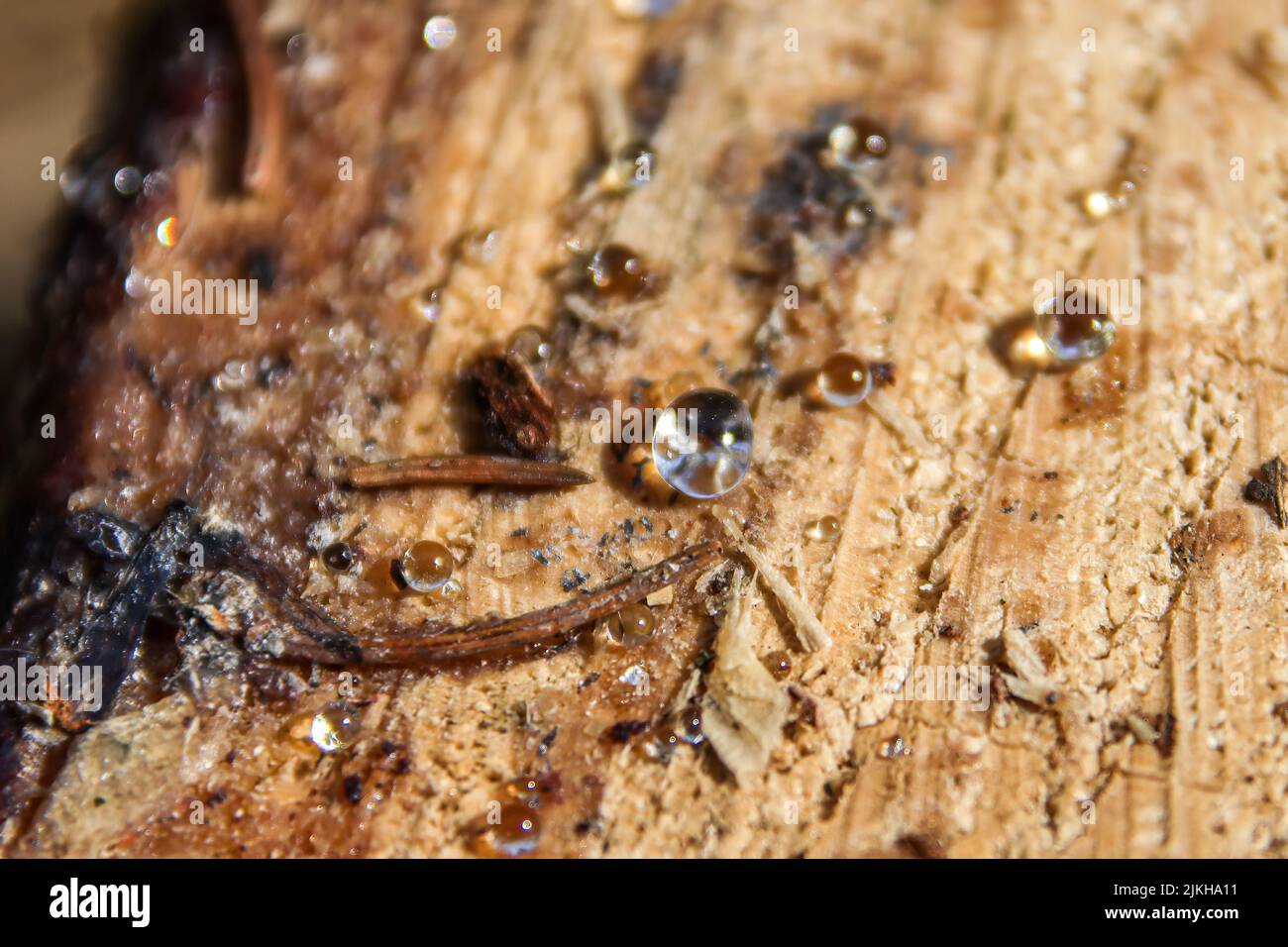 Sap tree hi-res stock photography and images - Alamy