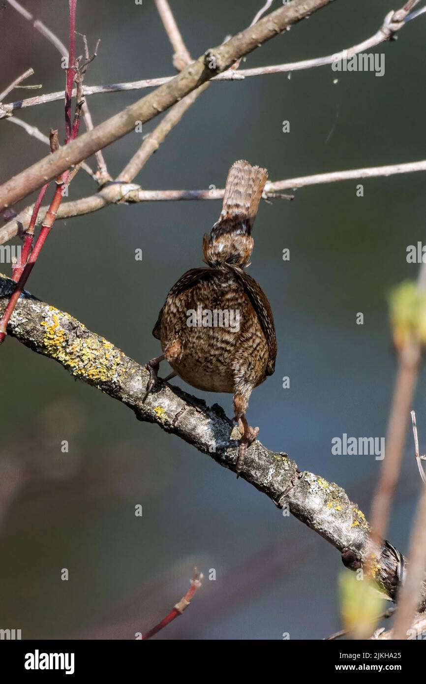 Back beak hi-res stock photography and images - Alamy