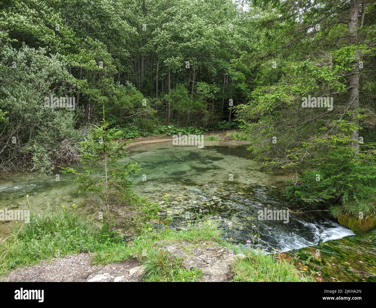 A small stream flowing through lush green tree in the woods Stock Photo ...