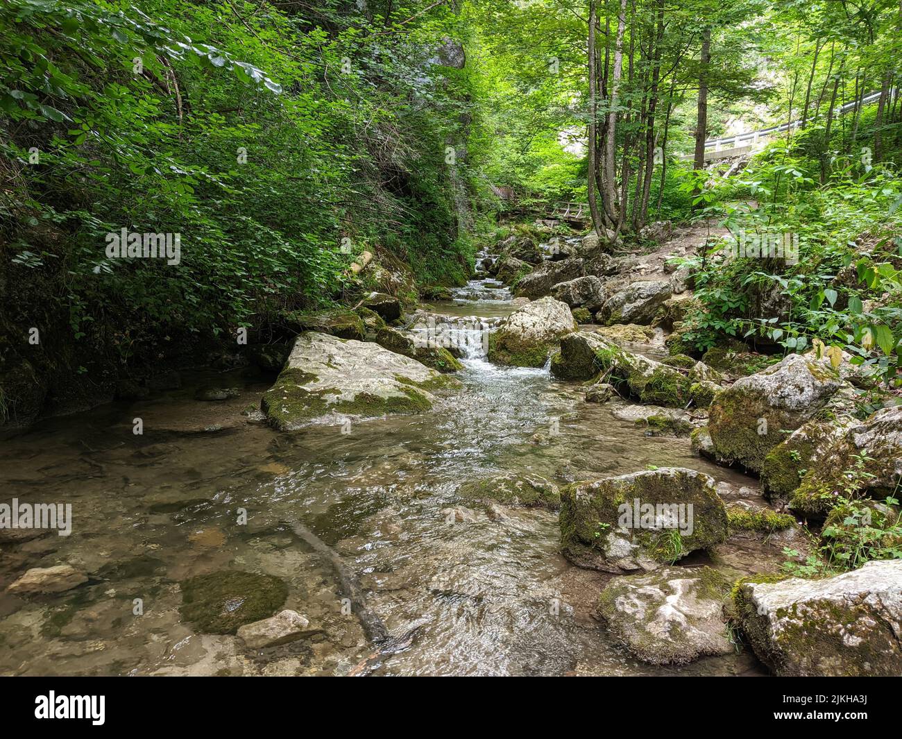 A shallow stream flowing through lush green trees in the woods Stock ...