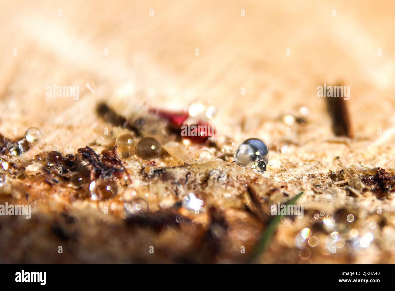 Orange tree sap hi-res stock photography and images - Alamy