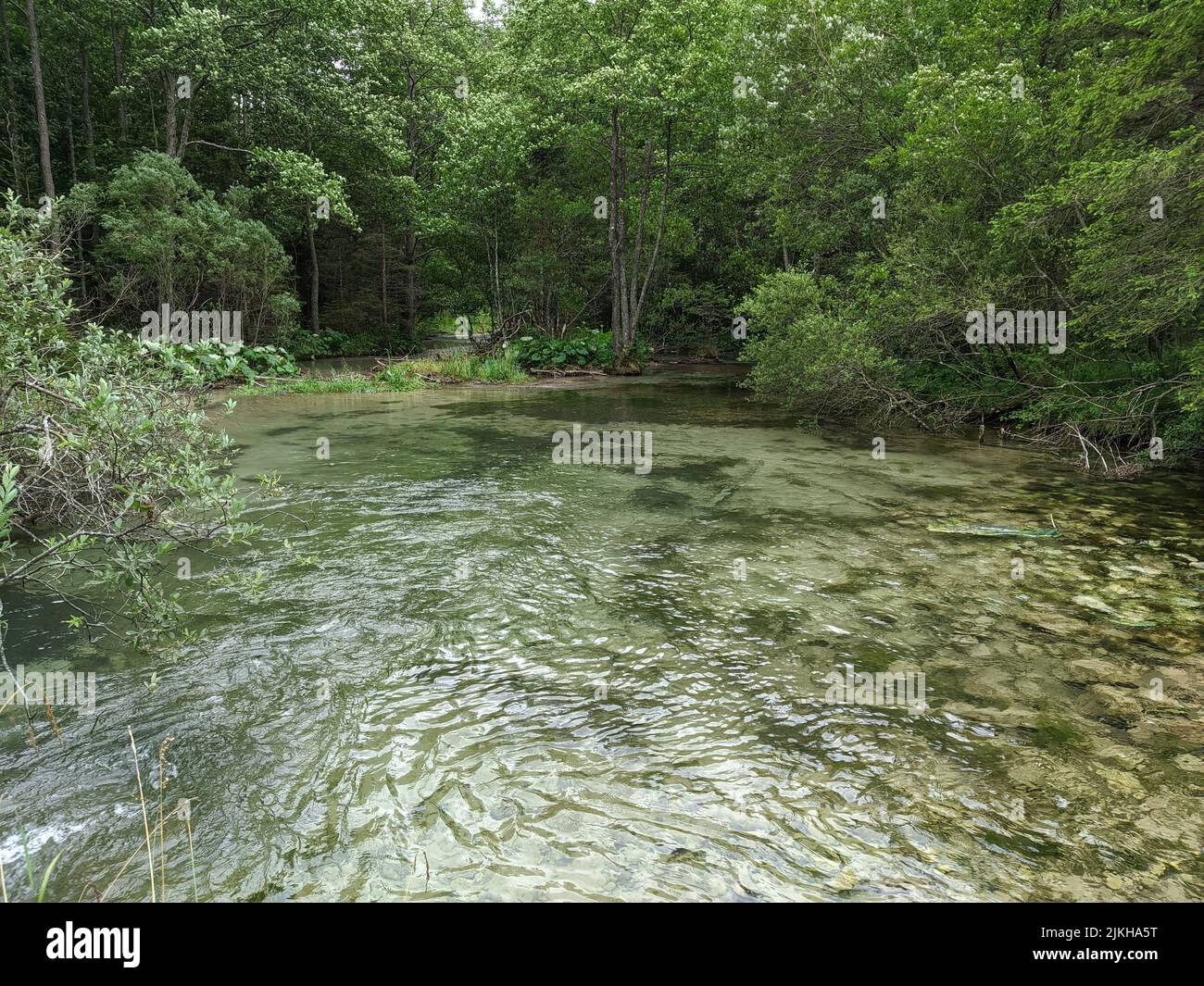 A beautiful view of lush green trees on the lakeshore Stock Photo - Alamy