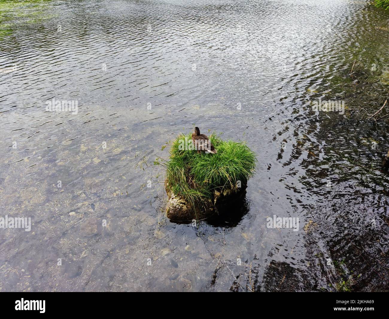 A back view of an adorable mallard on the green rock in the shallow ...