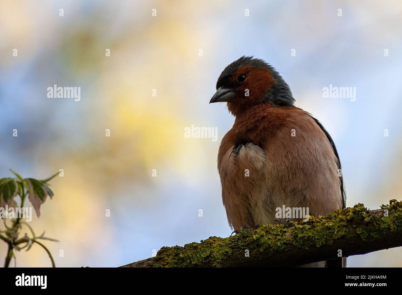 A closeup of an adorable common chaffinch bird sitting on the mossy ...