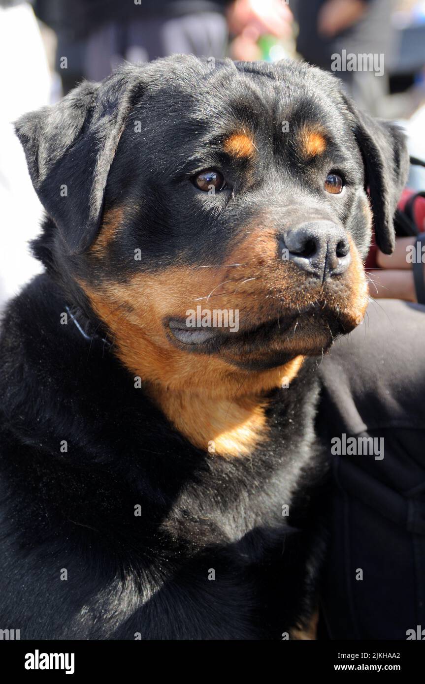 Brown Rottweiler