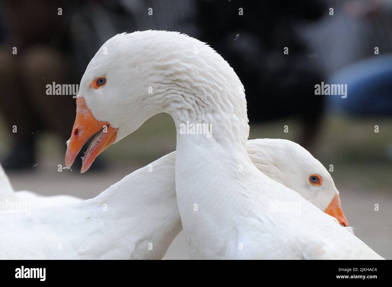 Closeup shot two geese hi-res stock photography and images - Alamy