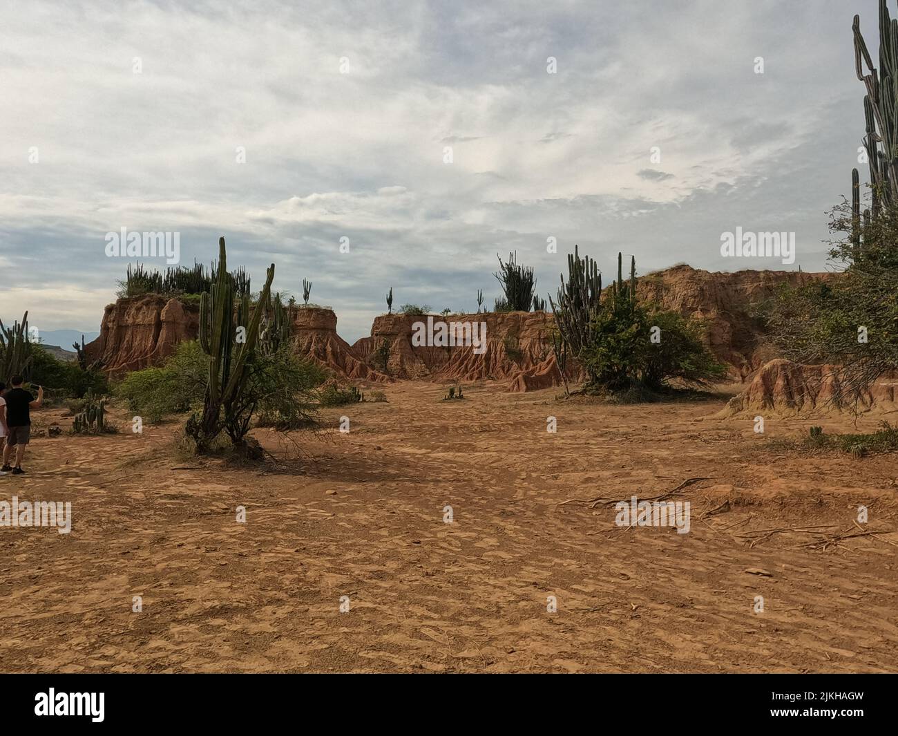 A beautiful view of a desert with cacti and rocks under the cloudy sky ...