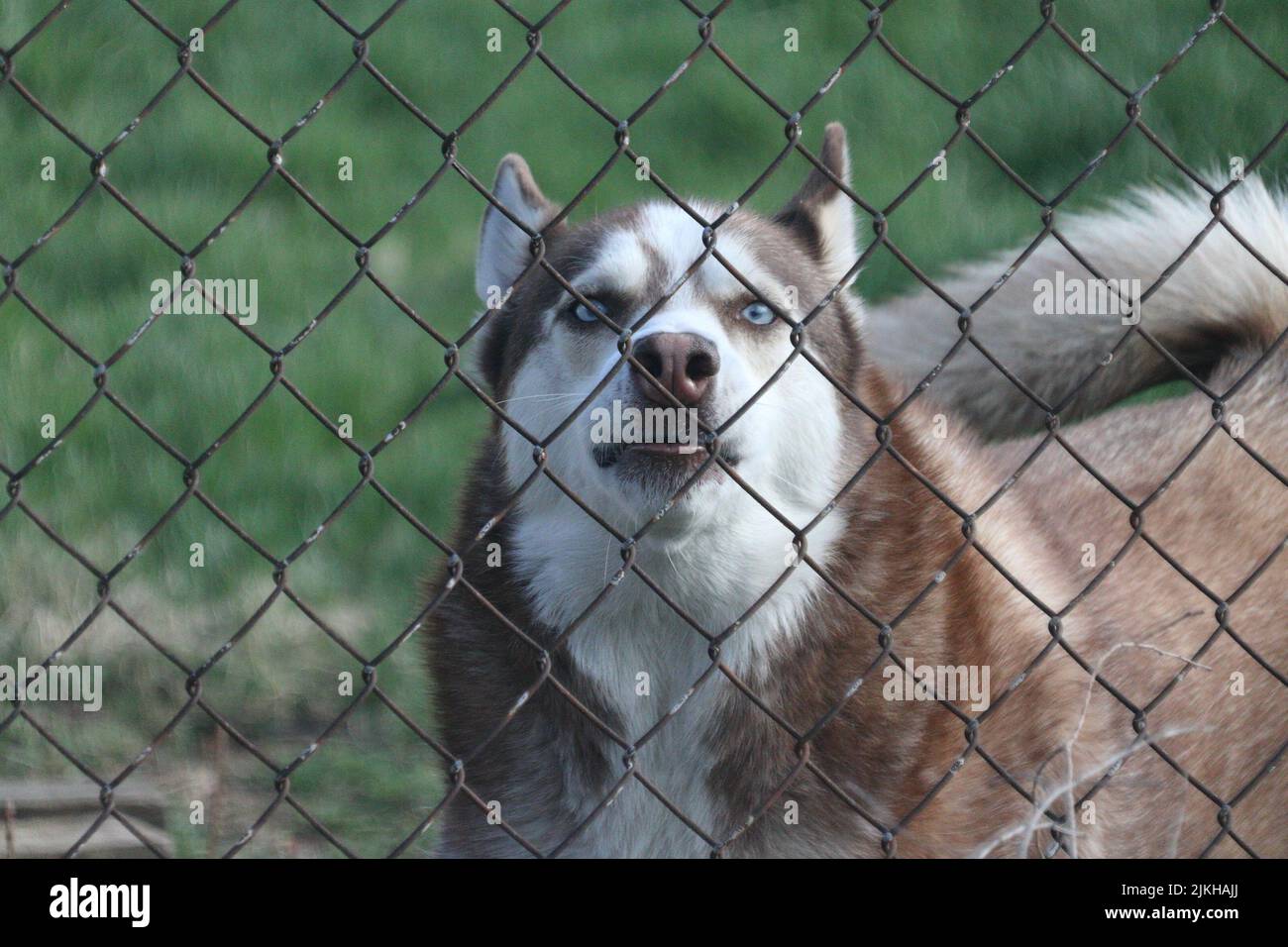 Funny husky hi-res stock photography and images - Alamy