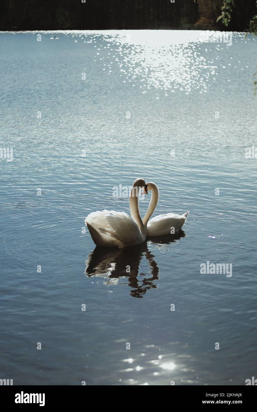 A vertical shot of two beautiful swans swimming together in the water ...