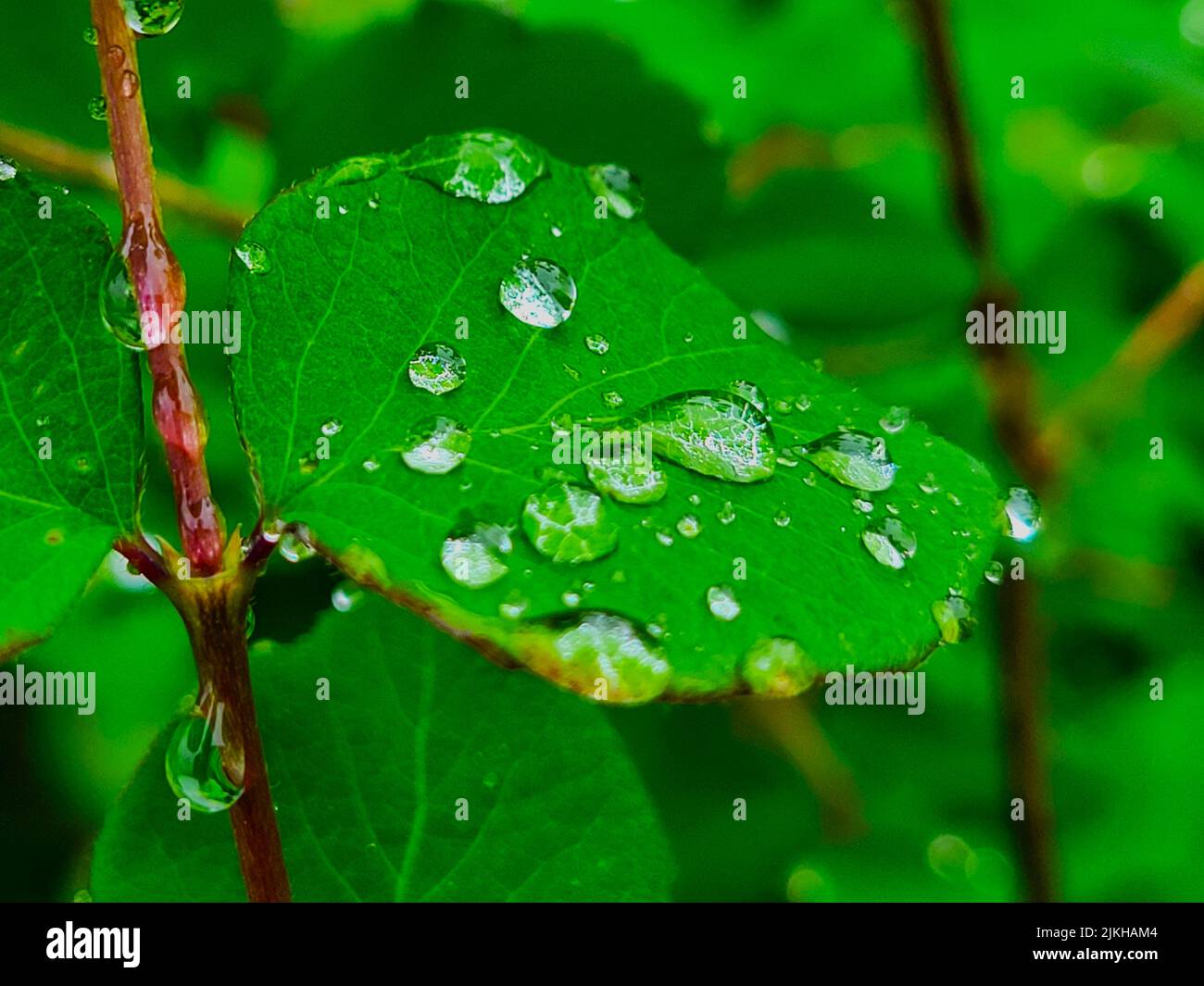 A closeup of water droplets on a leaf after heavy rainfall Stock Photo ...