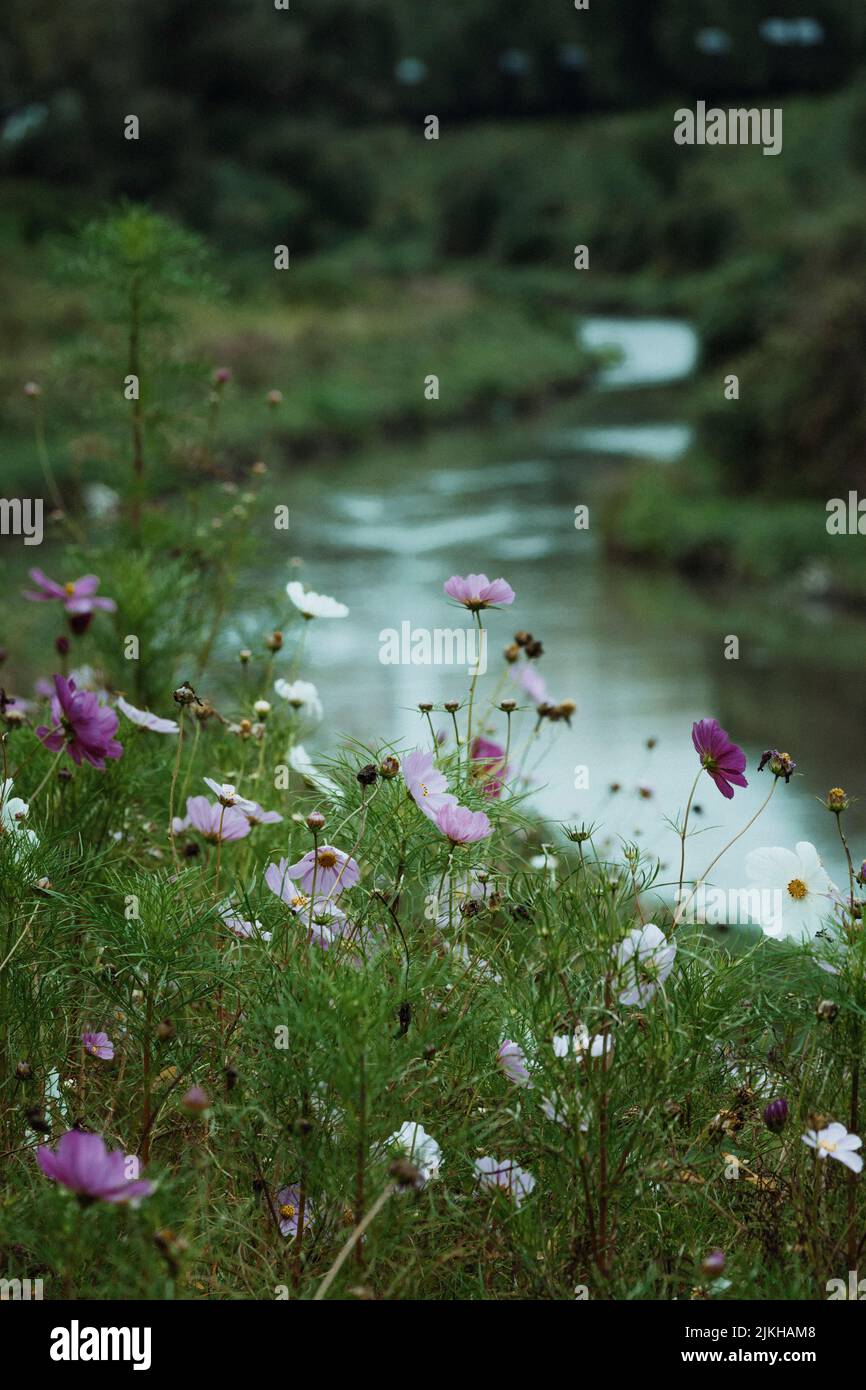Lake shore flowers hi-res stock photography and images - Alamy