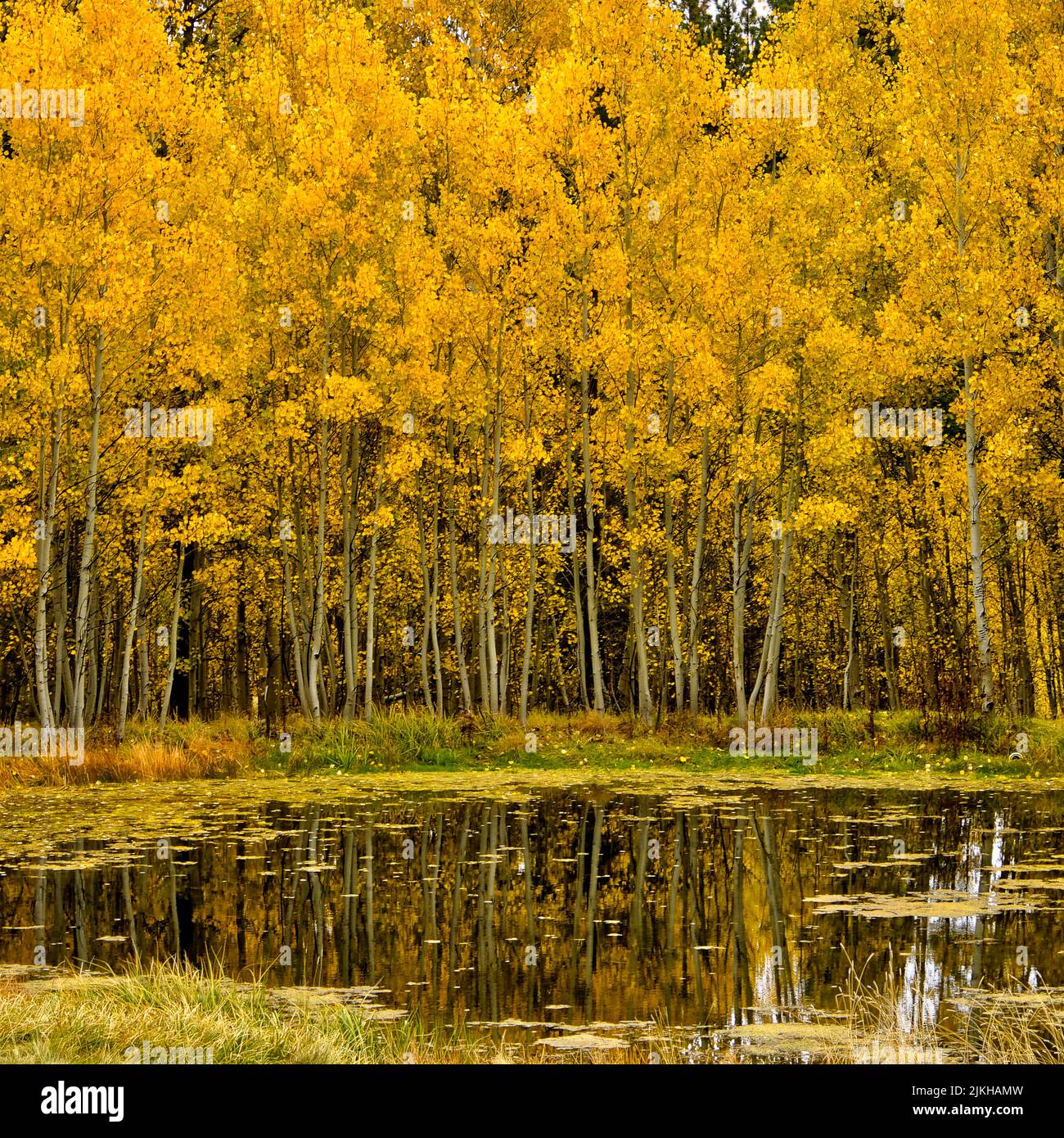 Beautiful yellow forest park hi-res stock photography and images - Alamy