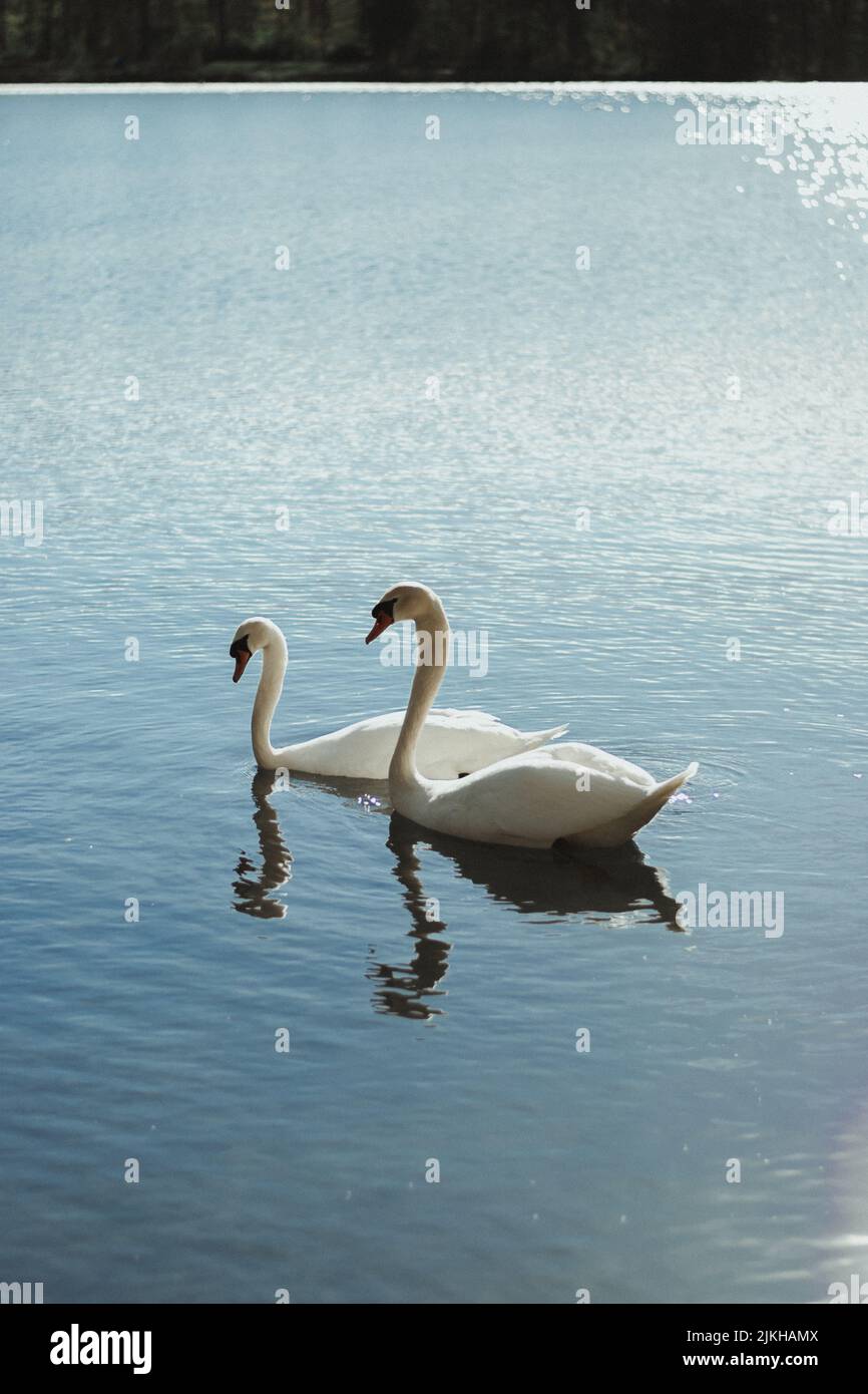A vertical shot of two beautiful swans swimming together in the water ...