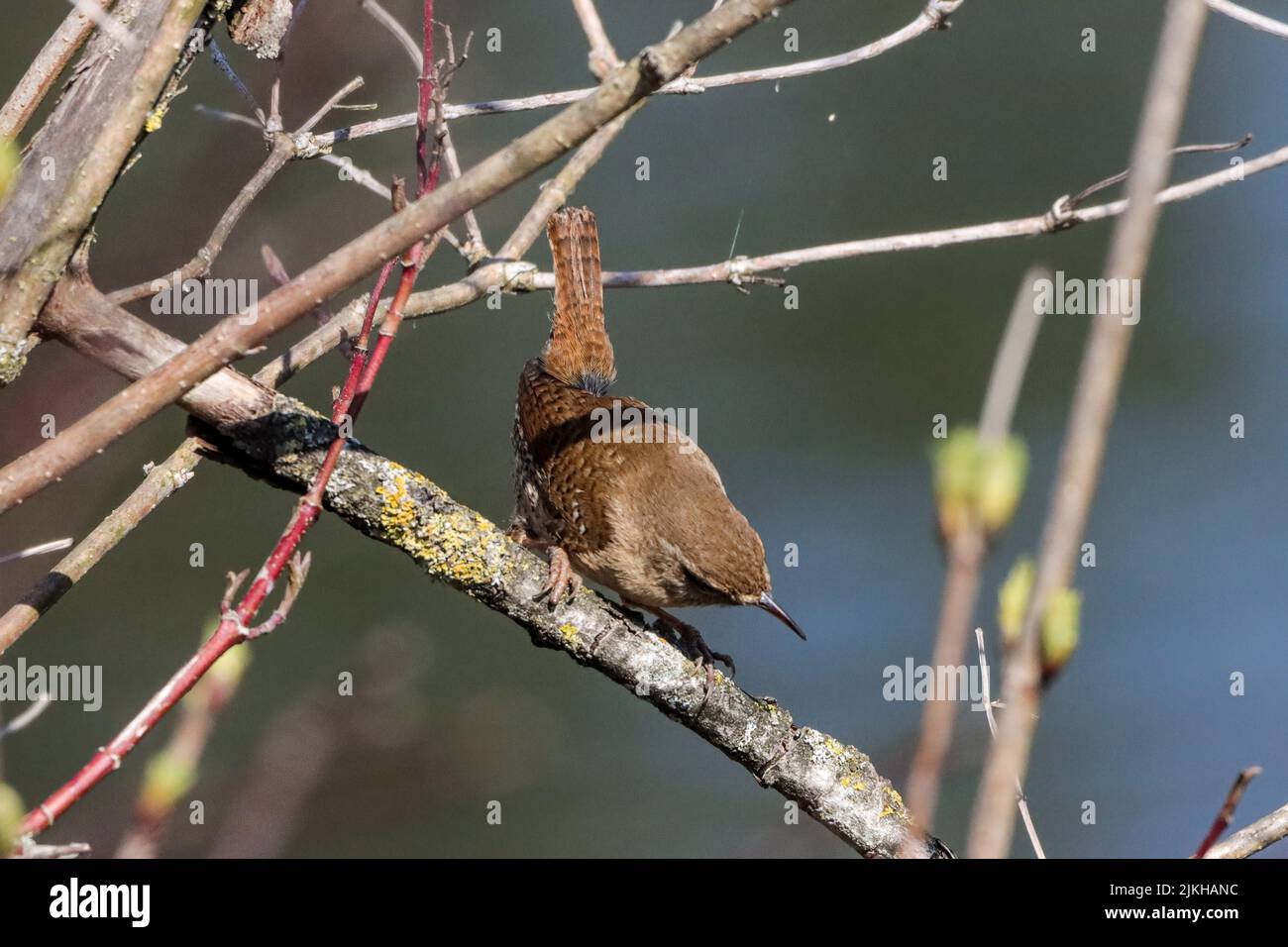 A close-up shot of a Eurasian wren sitting on a tree branch Stock Photo ...