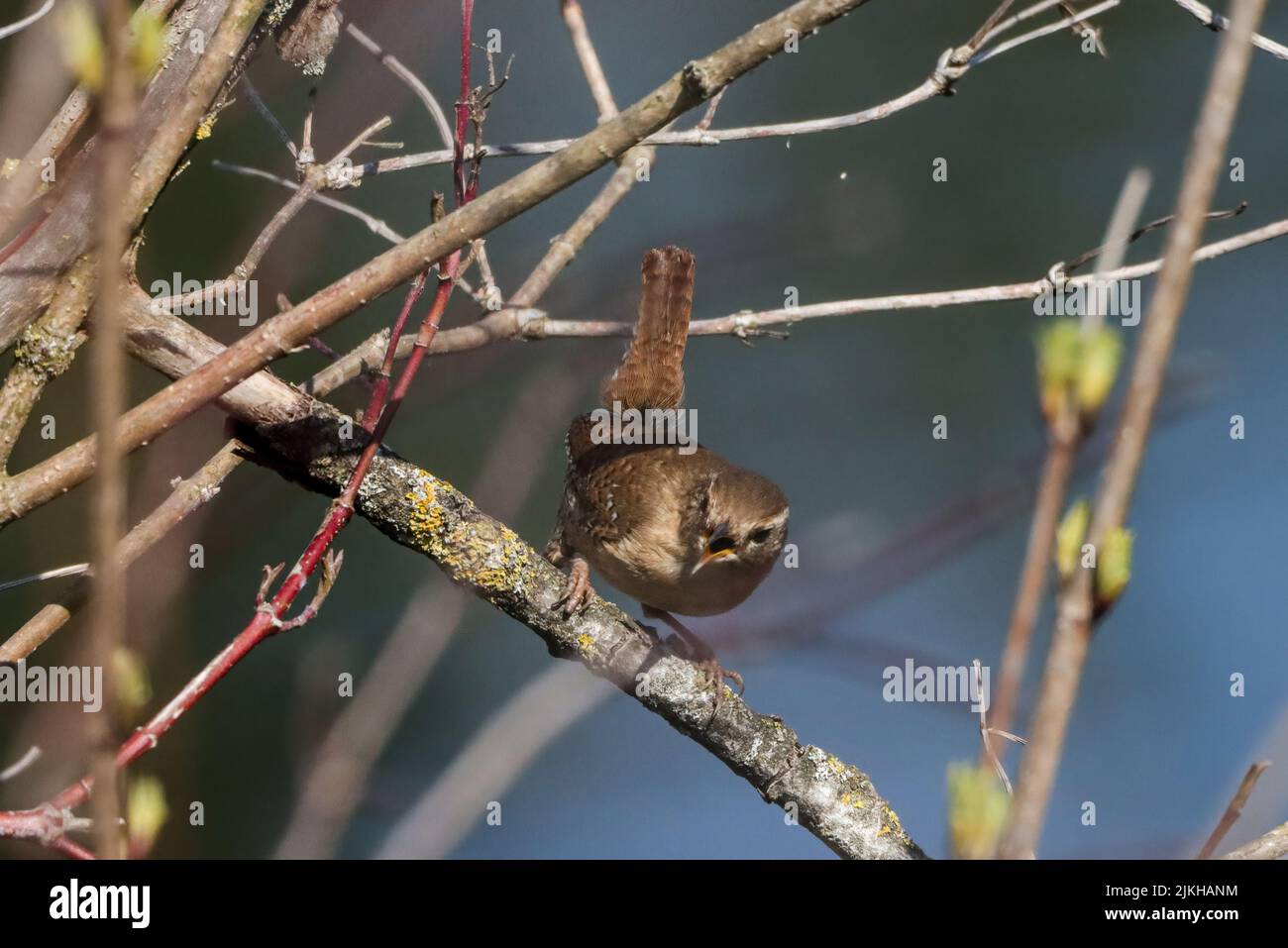 A close-up shot of a Eurasian wren sitting on a tree branch Stock Photo ...