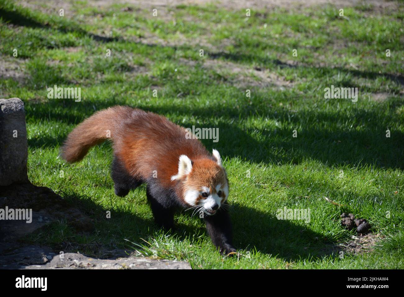 A small red panda walking around on a field Stock Photo - Alamy