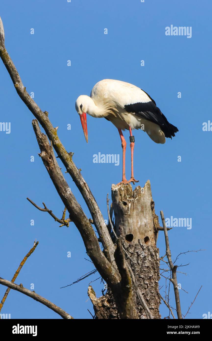 White torch hi-res stock photography and images - Alamy