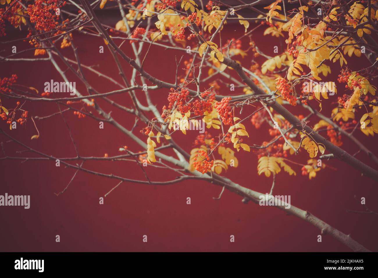 A beautiful view of tree branches with autumn leaves Stock Photo - Alamy