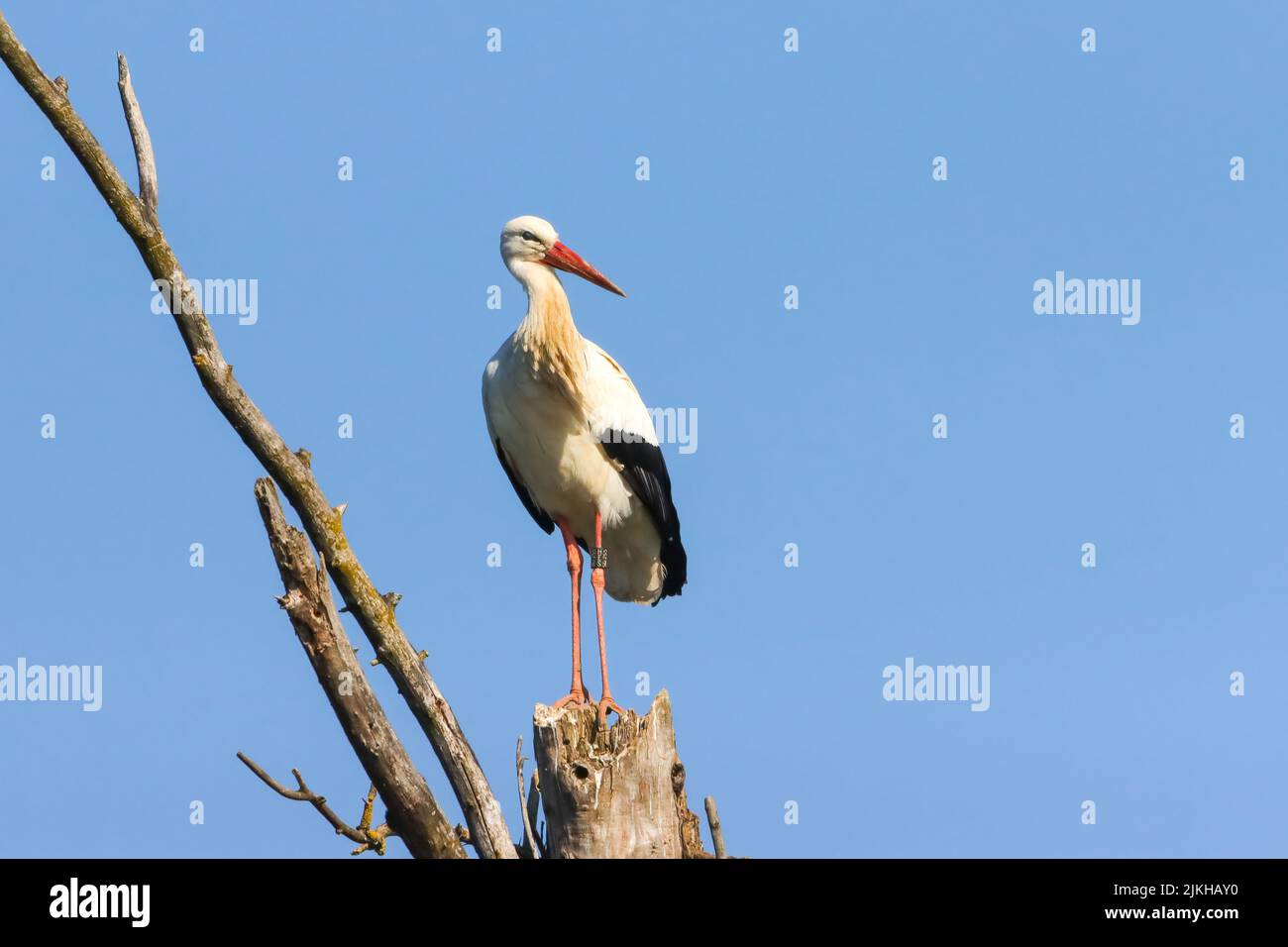 A close-up shot of a white torch standing on a trunk Stock Photo - Alamy