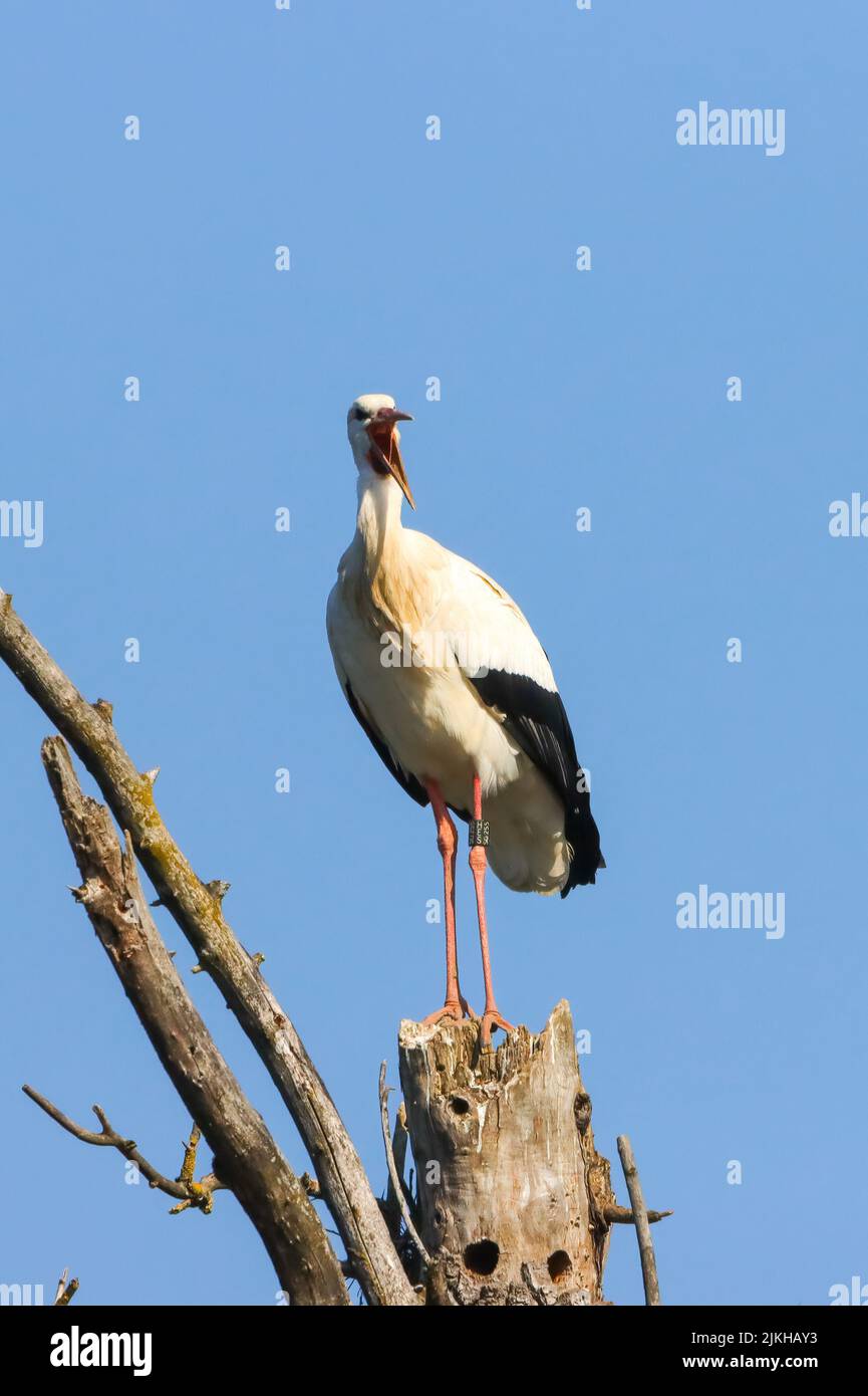 A vertical shot of a white torch standing on a trunk Stock Photo - Alamy