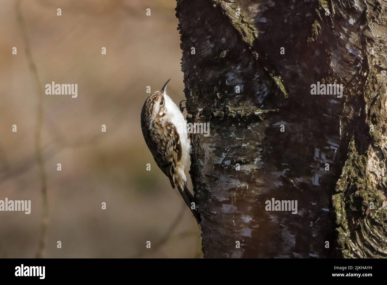 A close-up shot of a treecreeper in a blurry background Stock Photo - Alamy