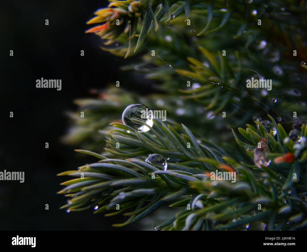 A closeup of a spruce tree branch with water drops on a black ...