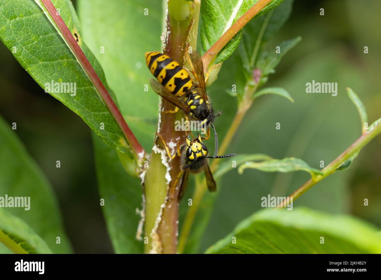 Tree Wasps stripping flower stem, UK Stock Photo - Alamy
