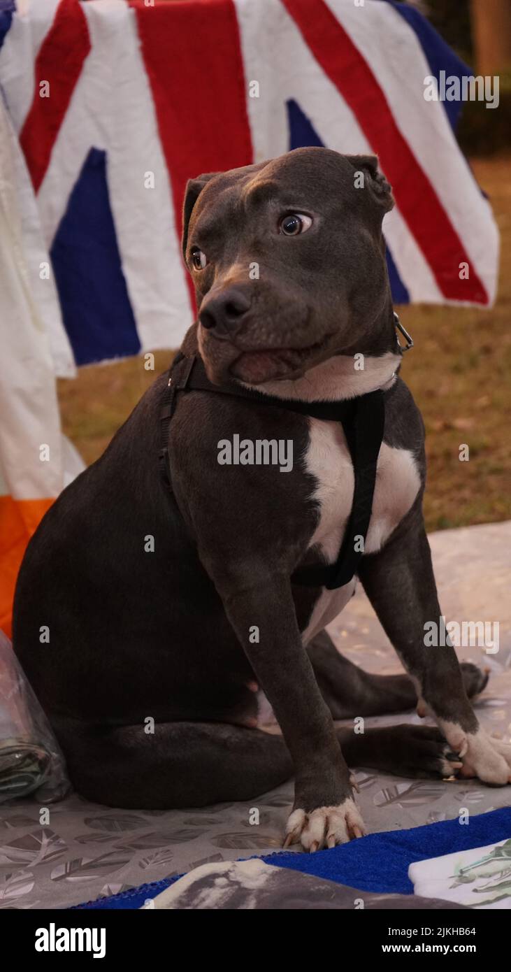 A vertical shot of a beautiful brown American Staffordshire Terrier dog ...