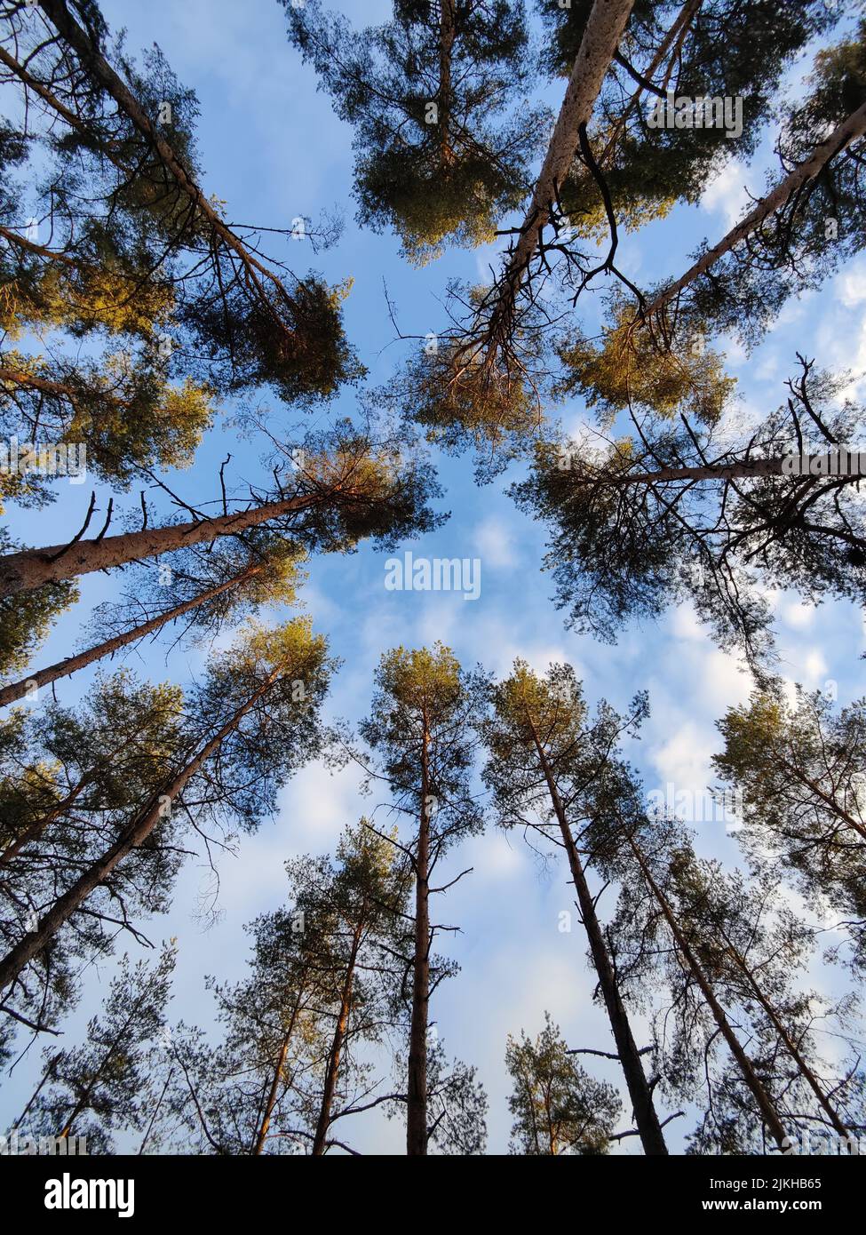 Pine trees under clear hi-res stock photography and images - Alamy