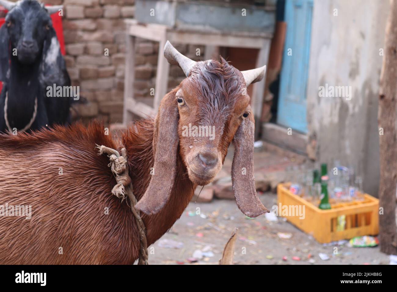 Bakra Eid Qurbani Goat