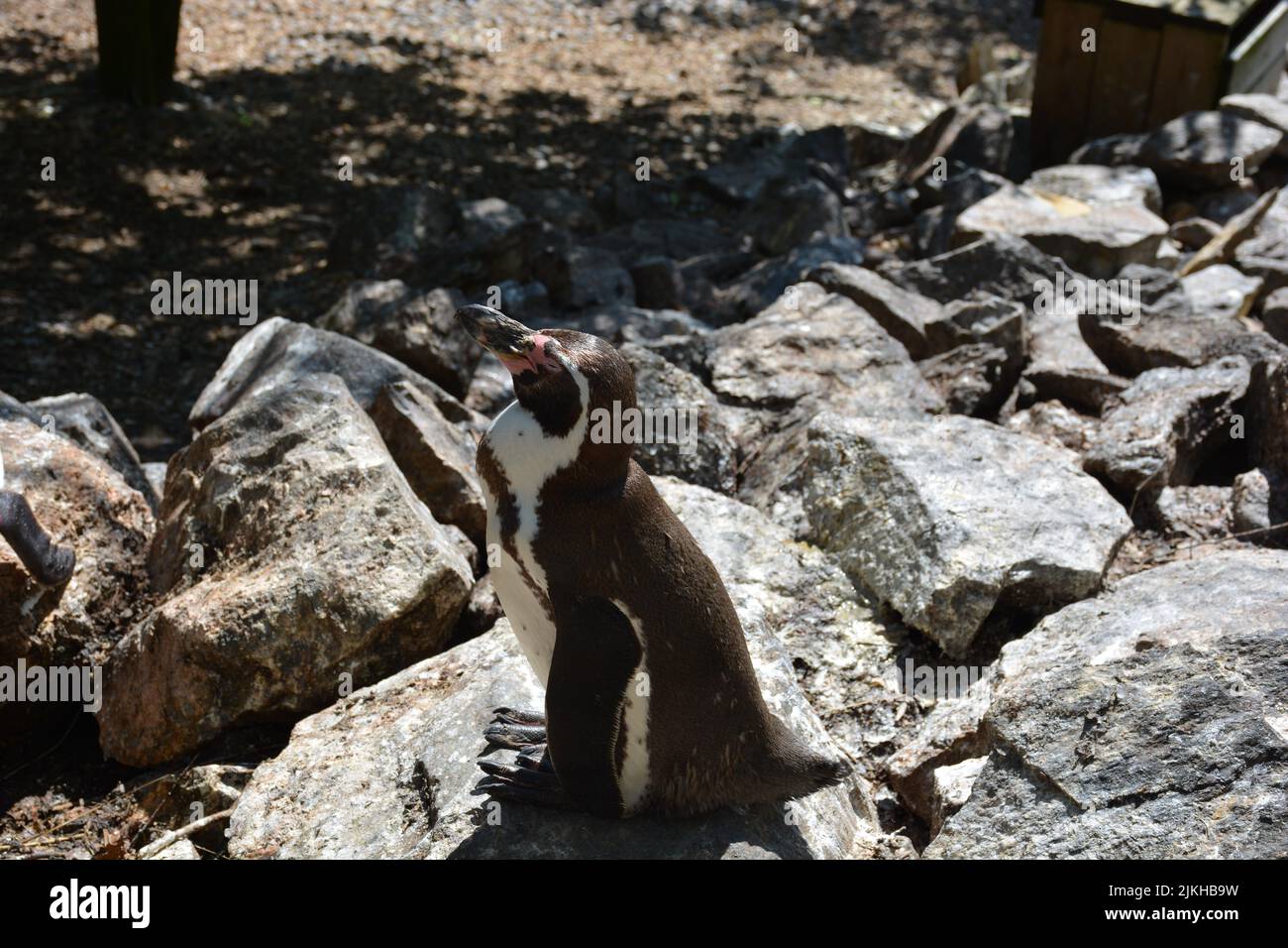 Soft turtle hi-res stock photography and images - Alamy