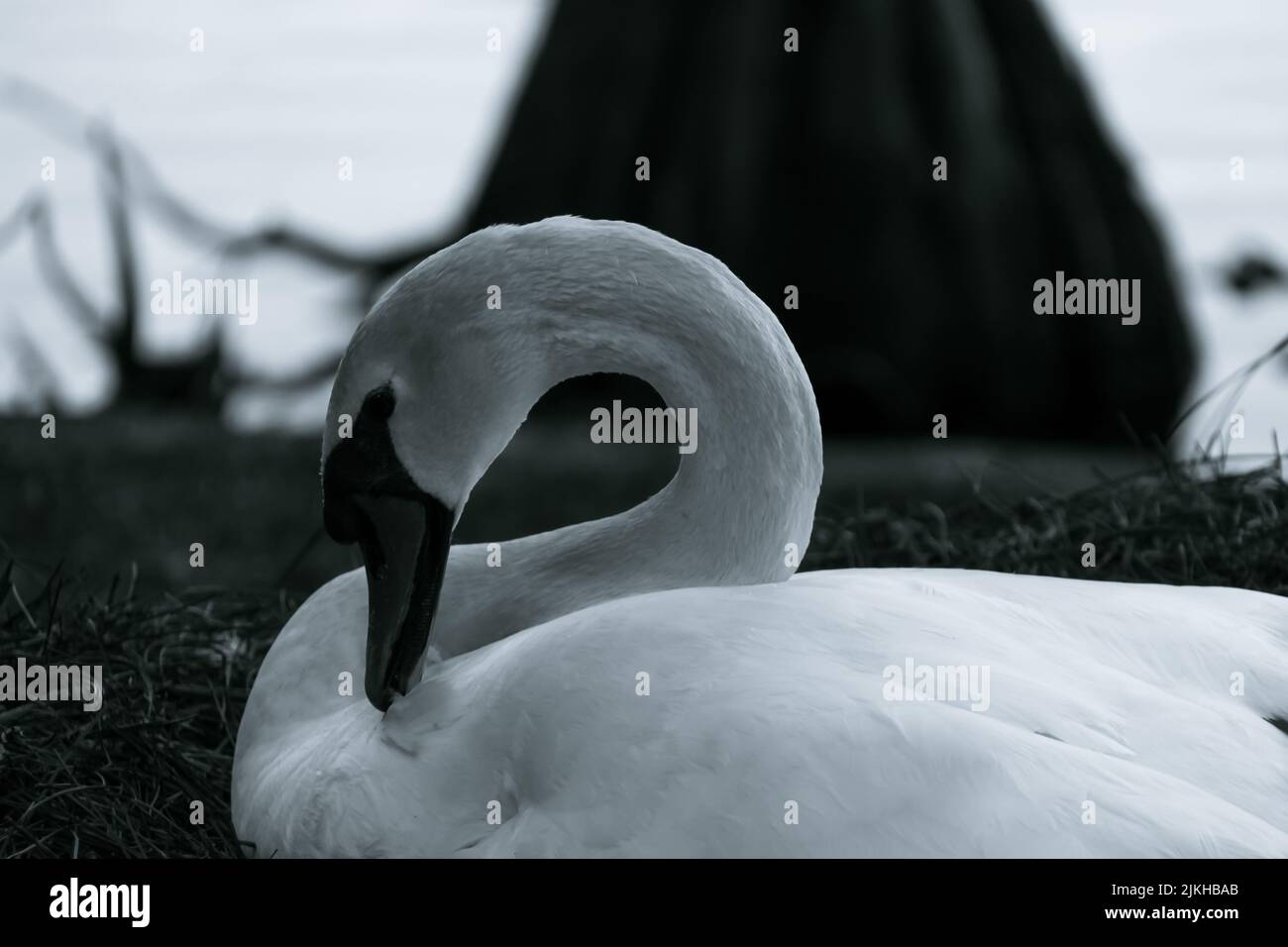 Resting swan hi-res stock photography and images - Alamy