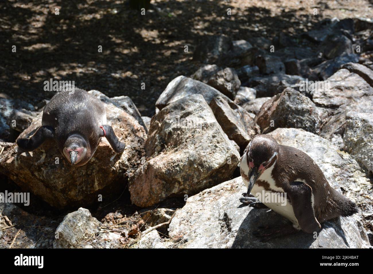 Two soft hi-res stock photography and images - Alamy