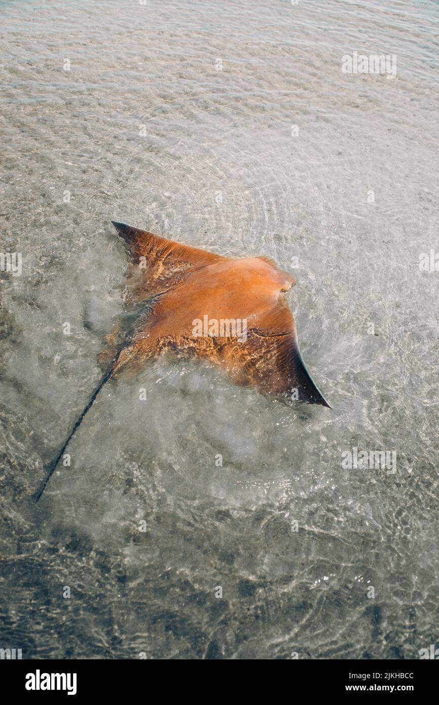 A vertical shot of the cownose ray floating in shallow water ...