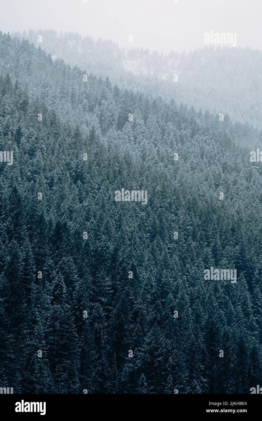 A vertical shot of the beautiful forest with coniferous trees covered ...