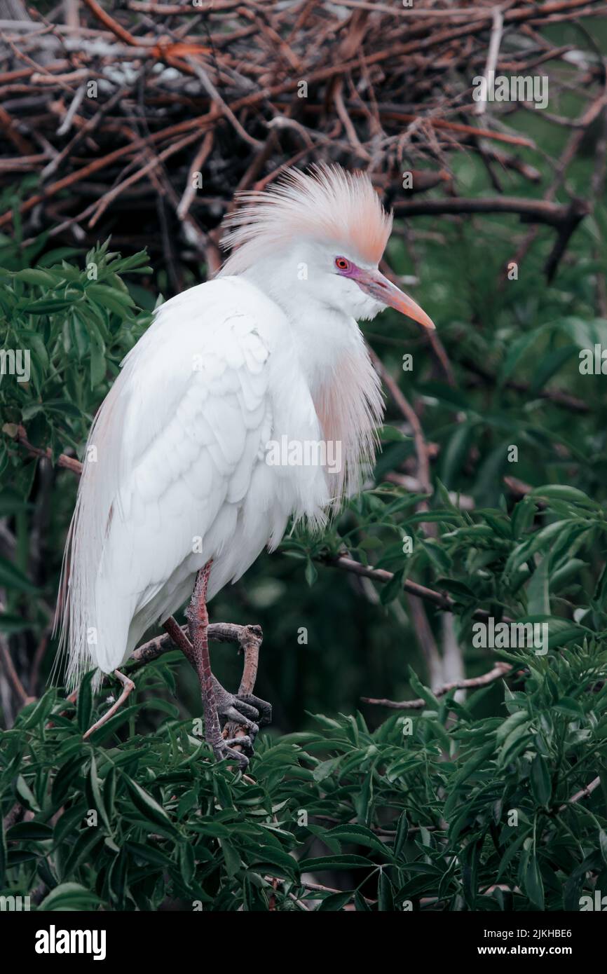 A vertical shot of a fluffy cattle egret during mating season Stock ...