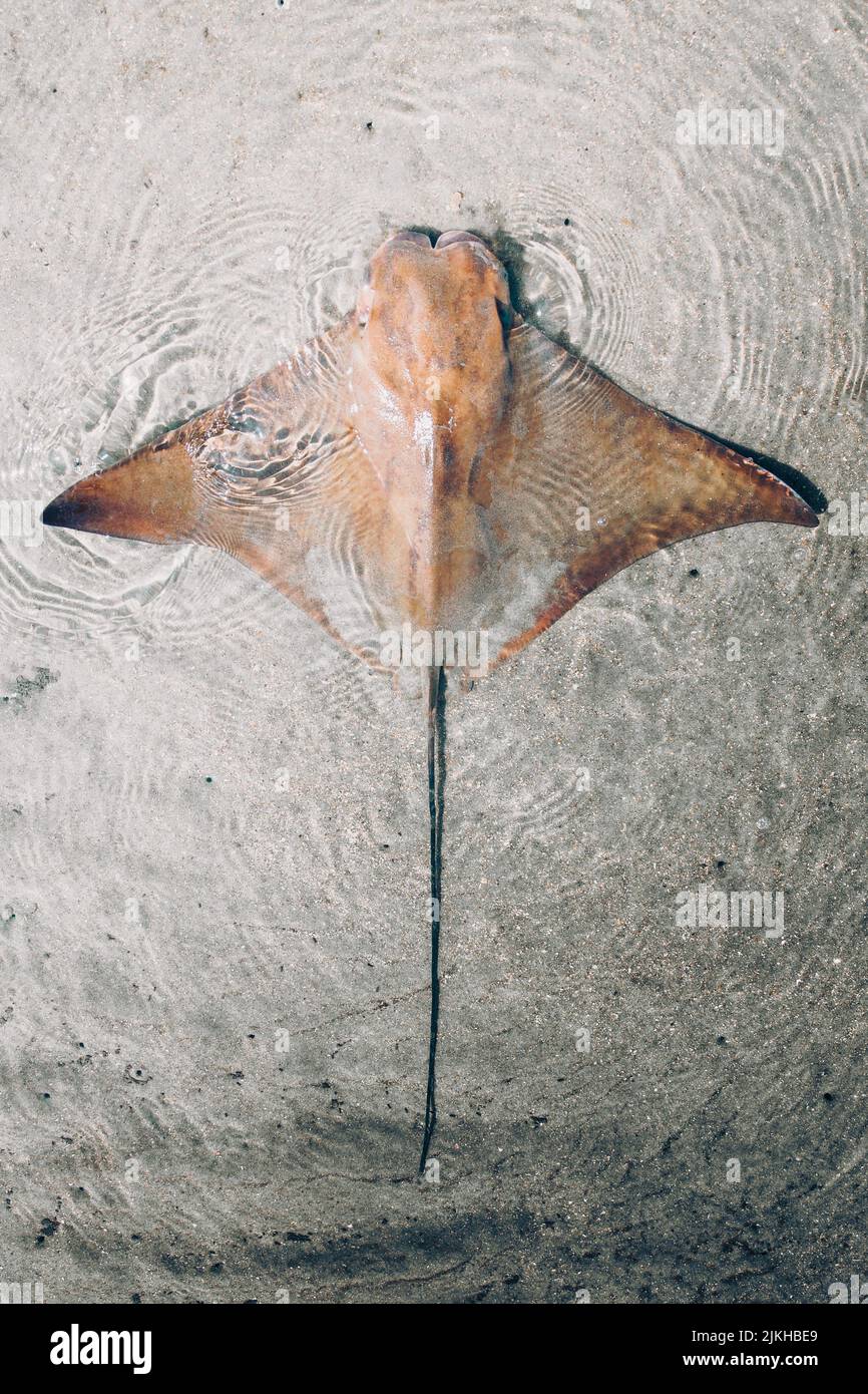 A vertical shot of the cownose ray floating in shallow water ...