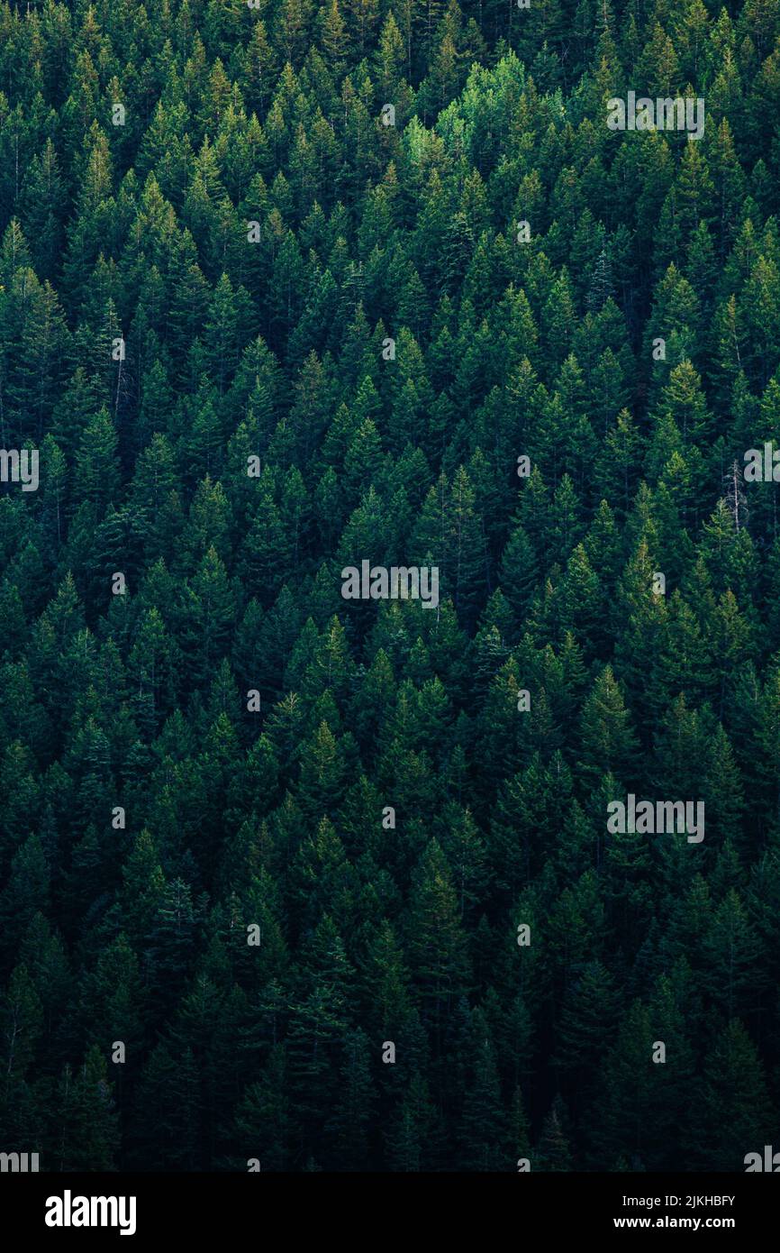 Aesthetic dense pattern hi-res stock photography and images - Alamy