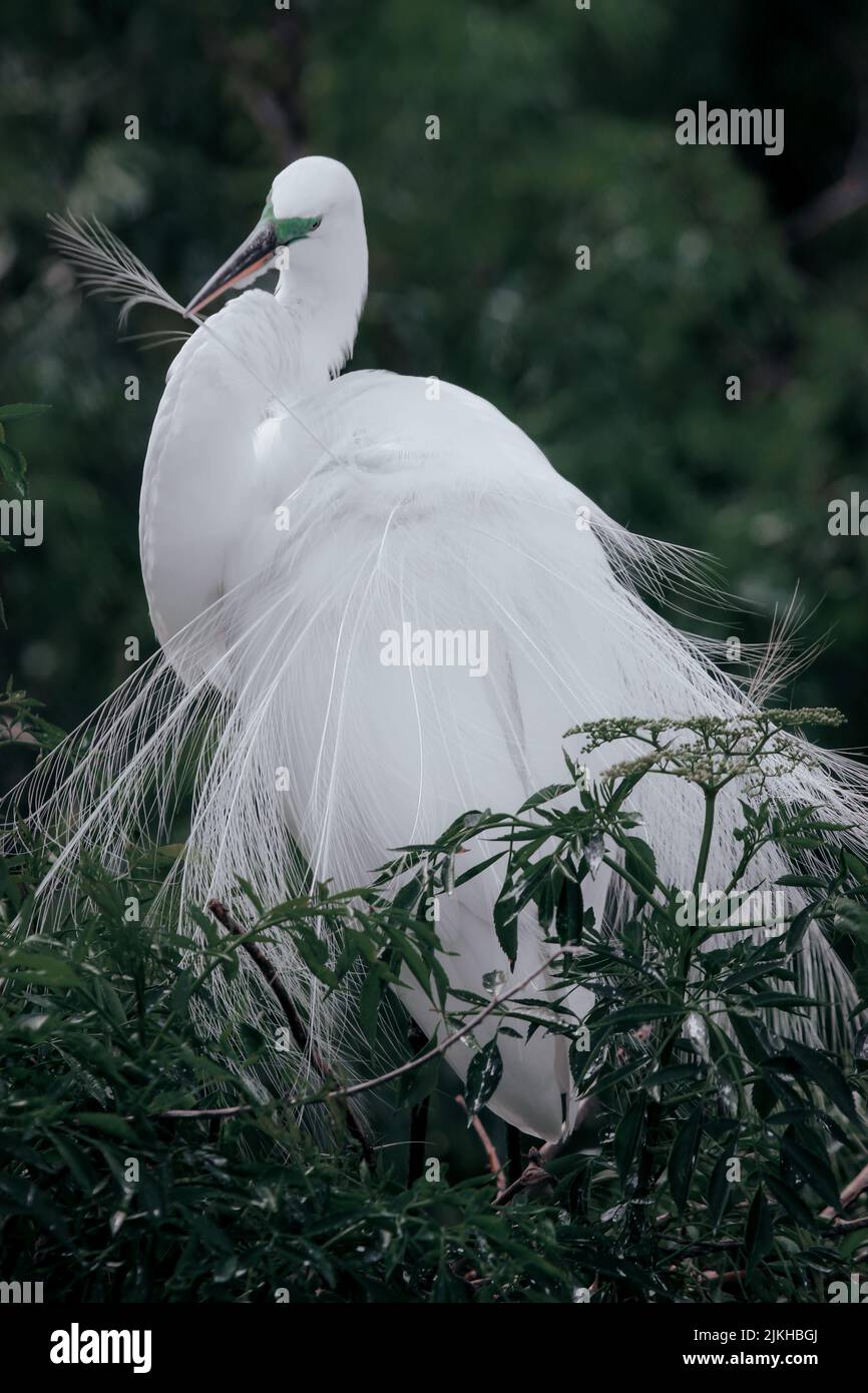 A vertical shot of a fluffy white egret during mating season Stock ...