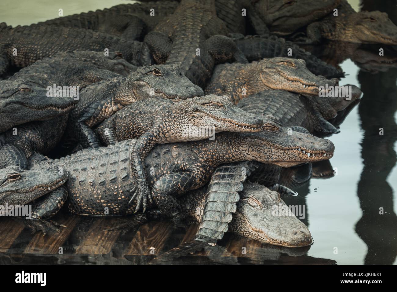 Crocodiles and alligators hi-res stock photography and images - Alamy