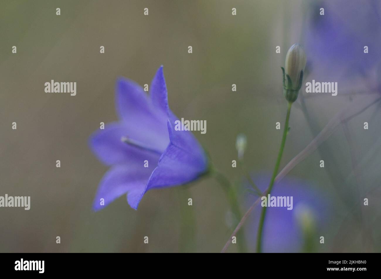 Blue bell flower hi-res stock photography and images - Alamy