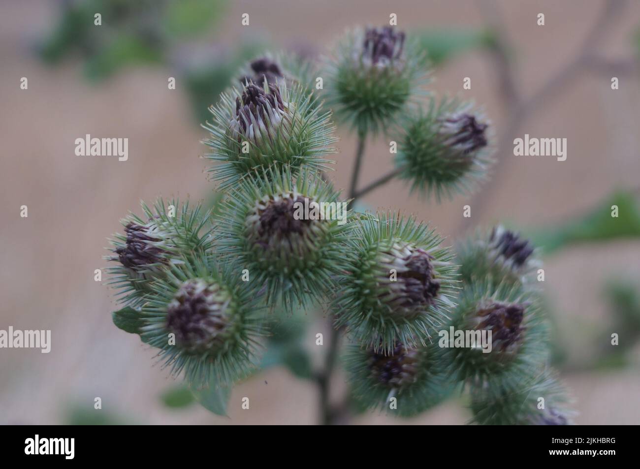Burdock plant hi-res stock photography and images - Alamy