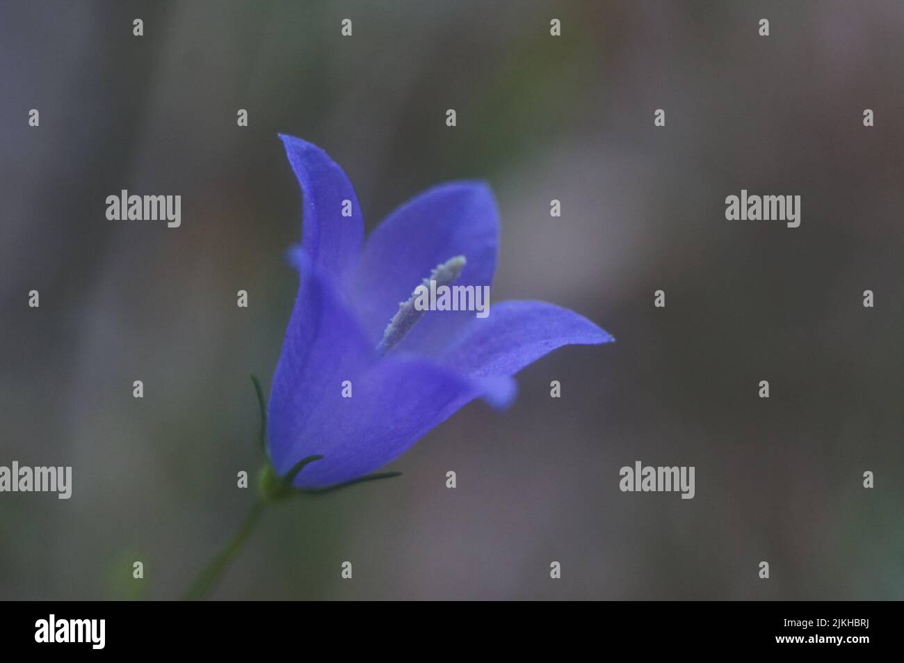 A closeup shot of the blue bell flower Stock Photo - Alamy