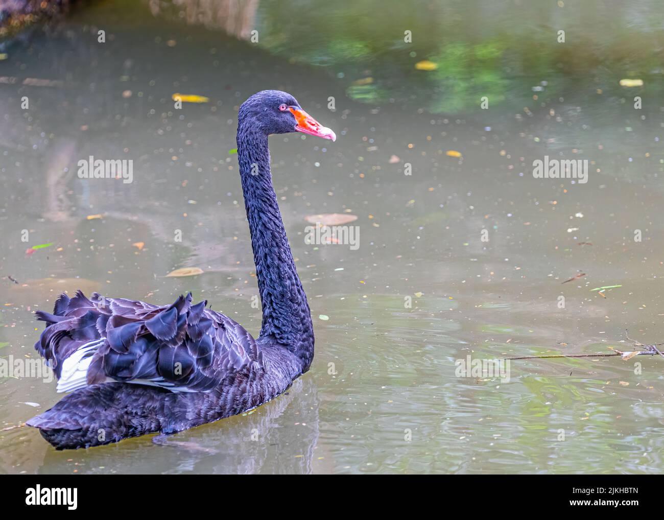 A Black Swan Going away from Camera Stock Photo - Alamy