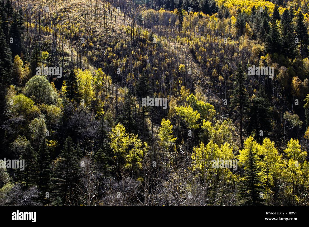 A landscape of autumn scenery with a yellowed dry forest on the hill ...