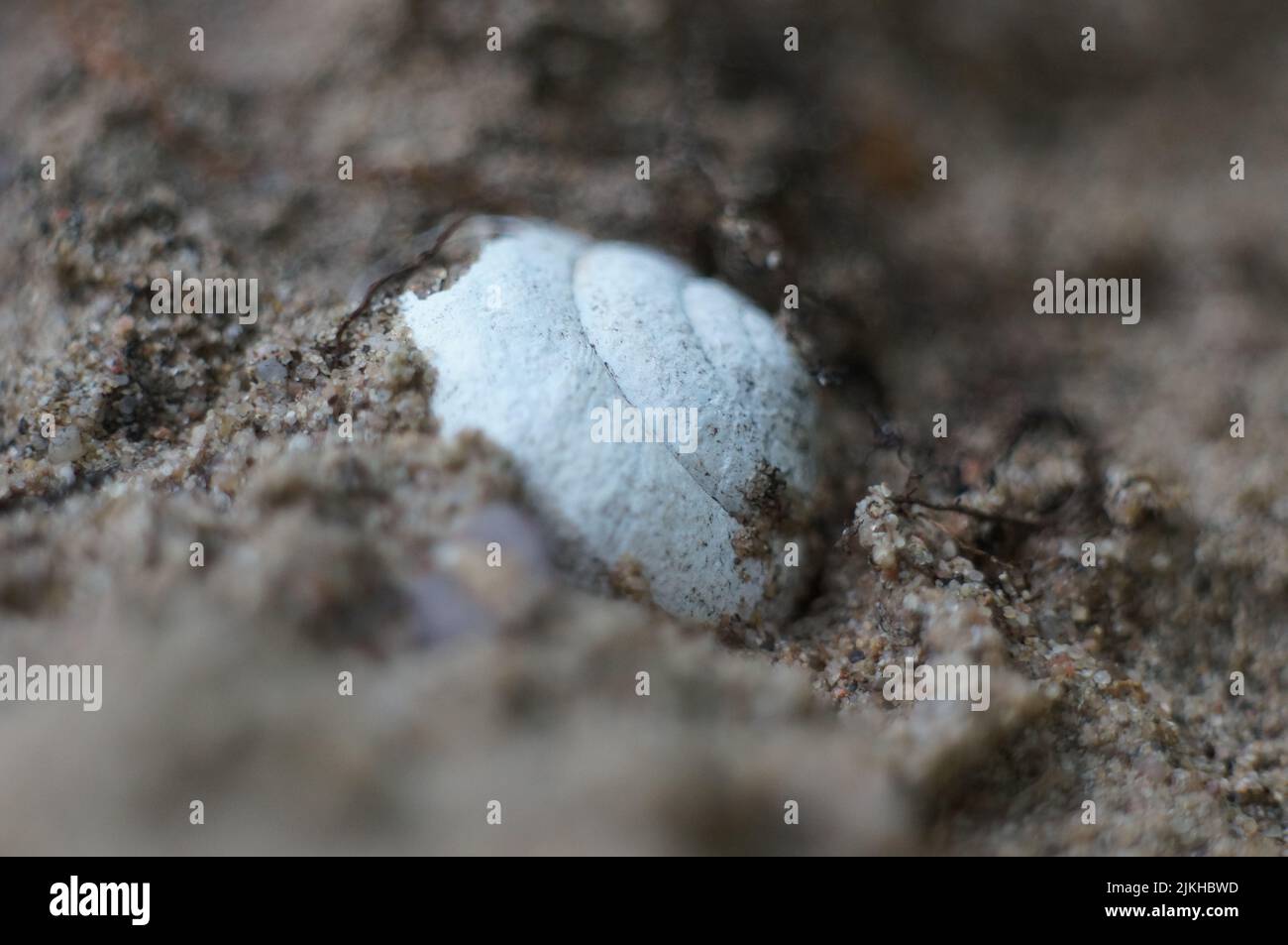 A closeup shot of a shell in the soil Stock Photo - Alamy