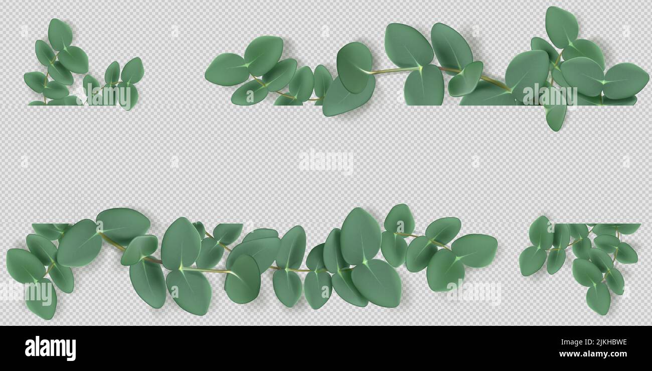 Eucalyptus leaves and branches frame, aromatic herb. Evergreen plant ...