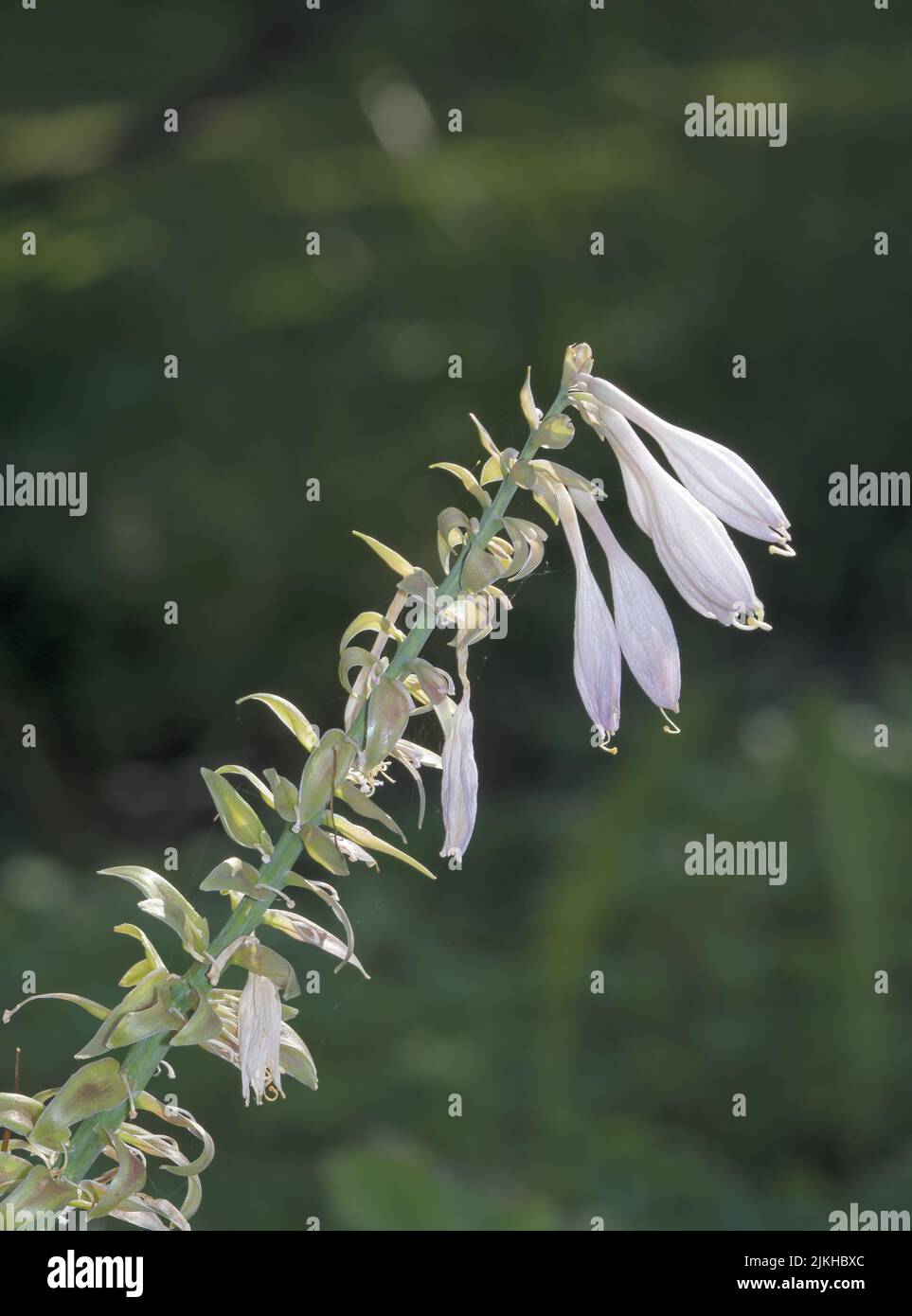 Hosta flower (Hosta sieboldiana Stock Photo - Alamy