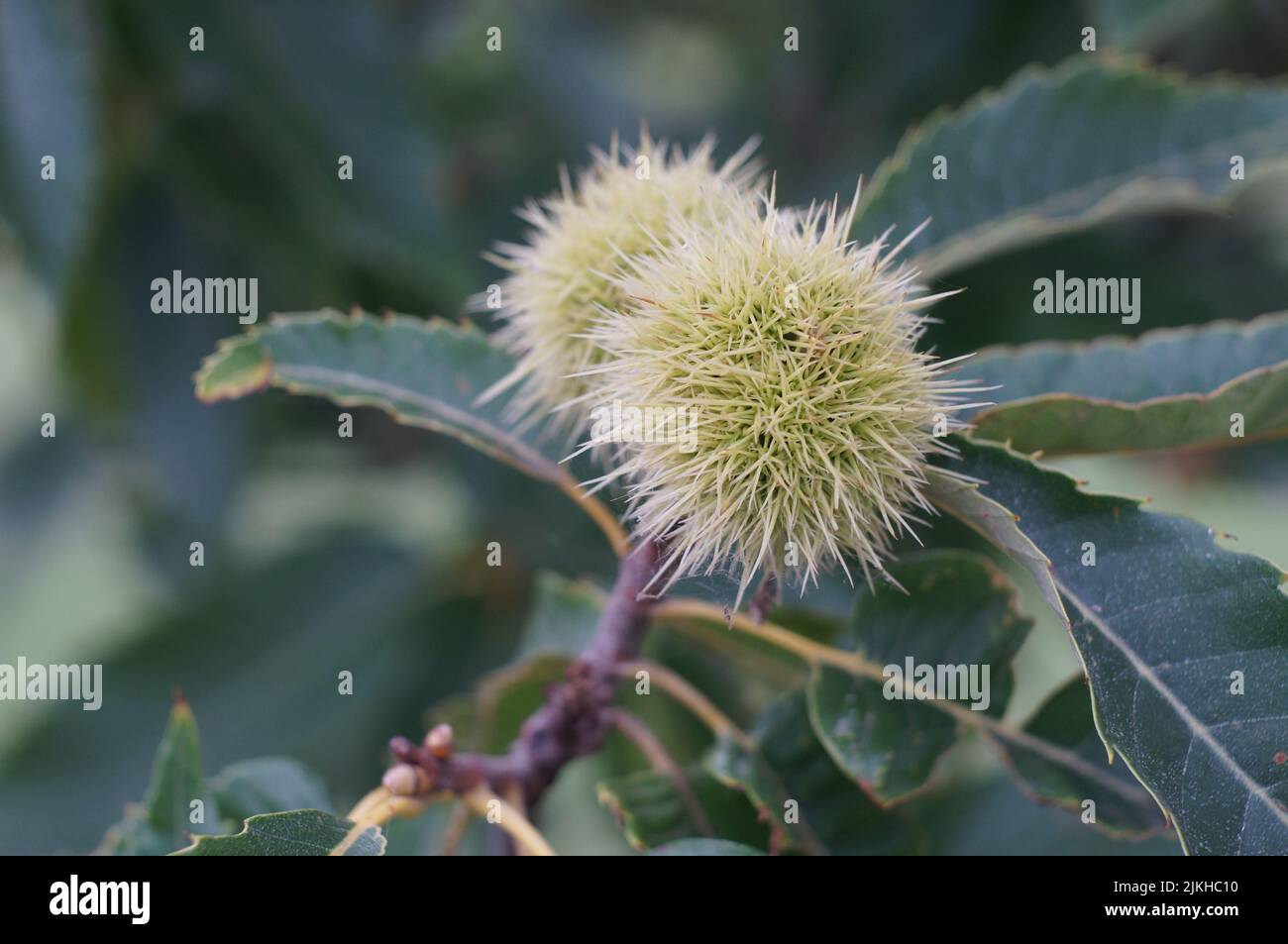 Tree nuts hi-res stock photography and images - Alamy